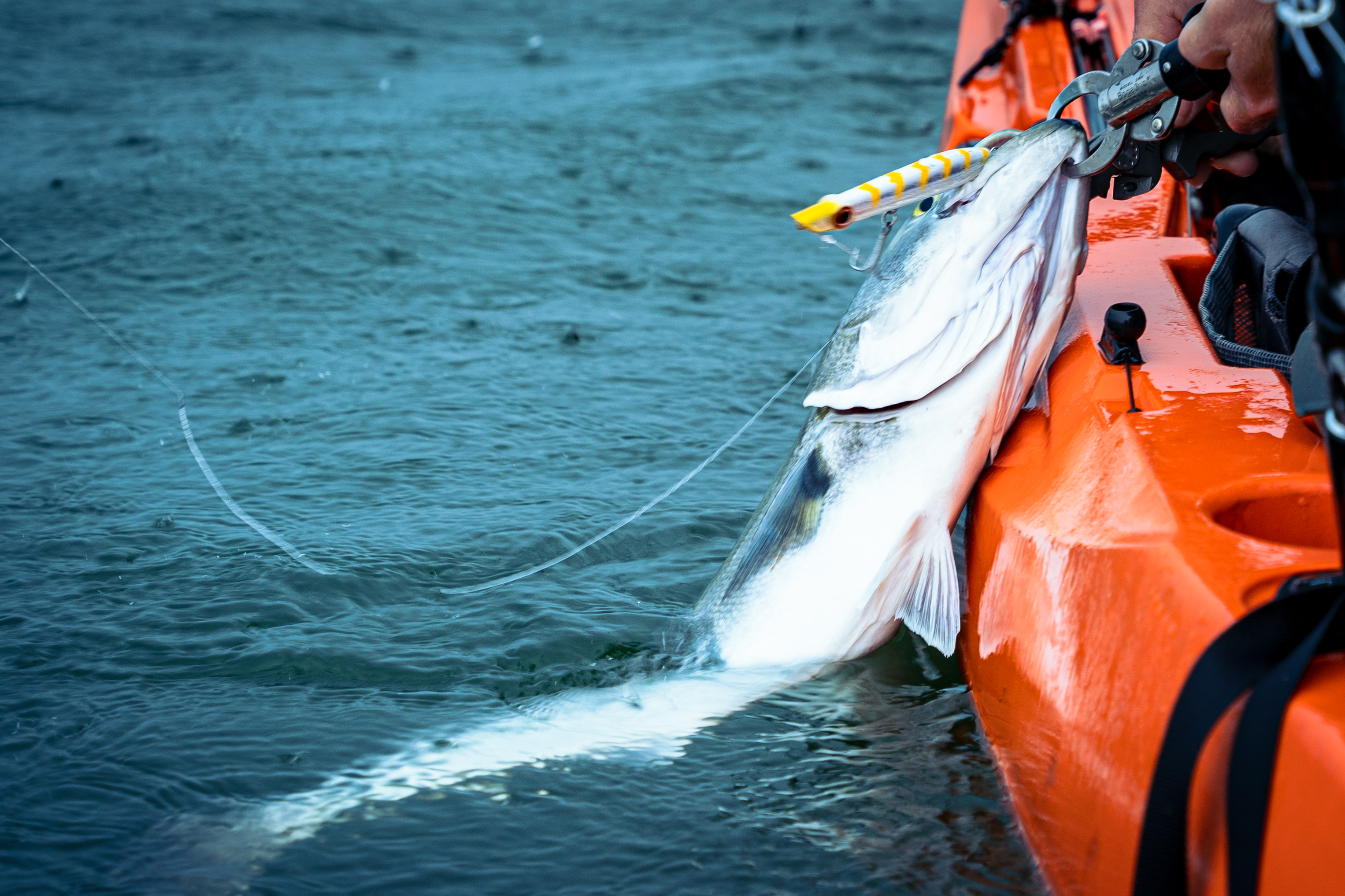 Fishing Lures for Saltwater and Freshwater Fishing | Dark Matter